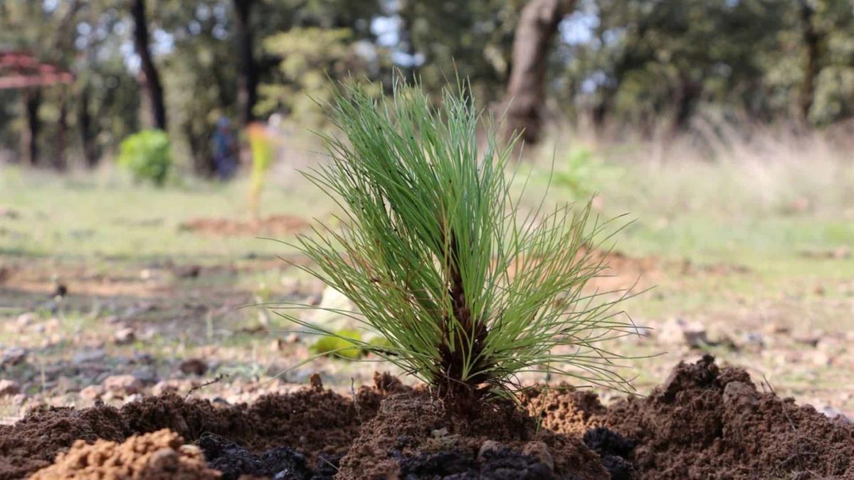 Reforestan bosques de Sinaloa con un millón de árboles | Luz Noticias