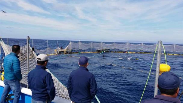 Liberan 245 toneladas de atún aleta azul en Baja California | Luz Noticias