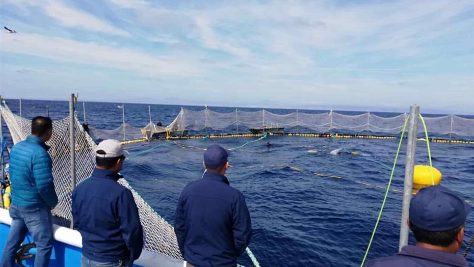 Liberan 245 toneladas de atún aleta azul en Baja California | Luz Noticias