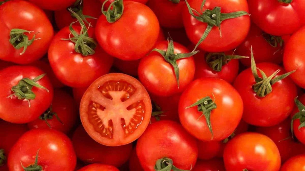Industrialización del tomate, opción para Sinaloa: Codesin | Luz Noticias