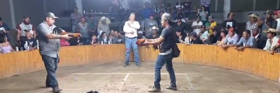 Balacera en palenque de gallos clandestino deja 3 muertos y 4 lesionados en Guanajuato | VIDEO ...