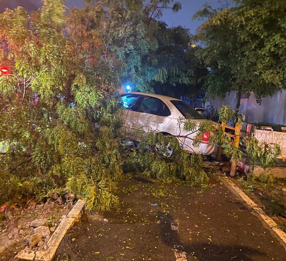 Pierde el control de su vehículo, se estrella contra un árbol y lo derriba en Mazatlán | Luz ...
