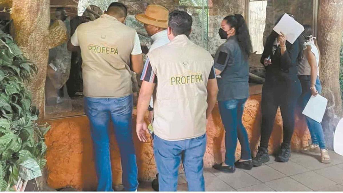 Profepa lanza vacante con sueldo de más de 30 mil pesos | Luz Noticias