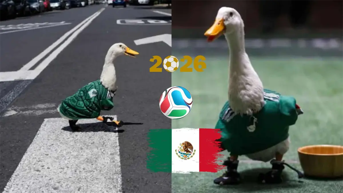 Pato "Merlín", la mascota no oficial del Mundial que adoptaron los ...